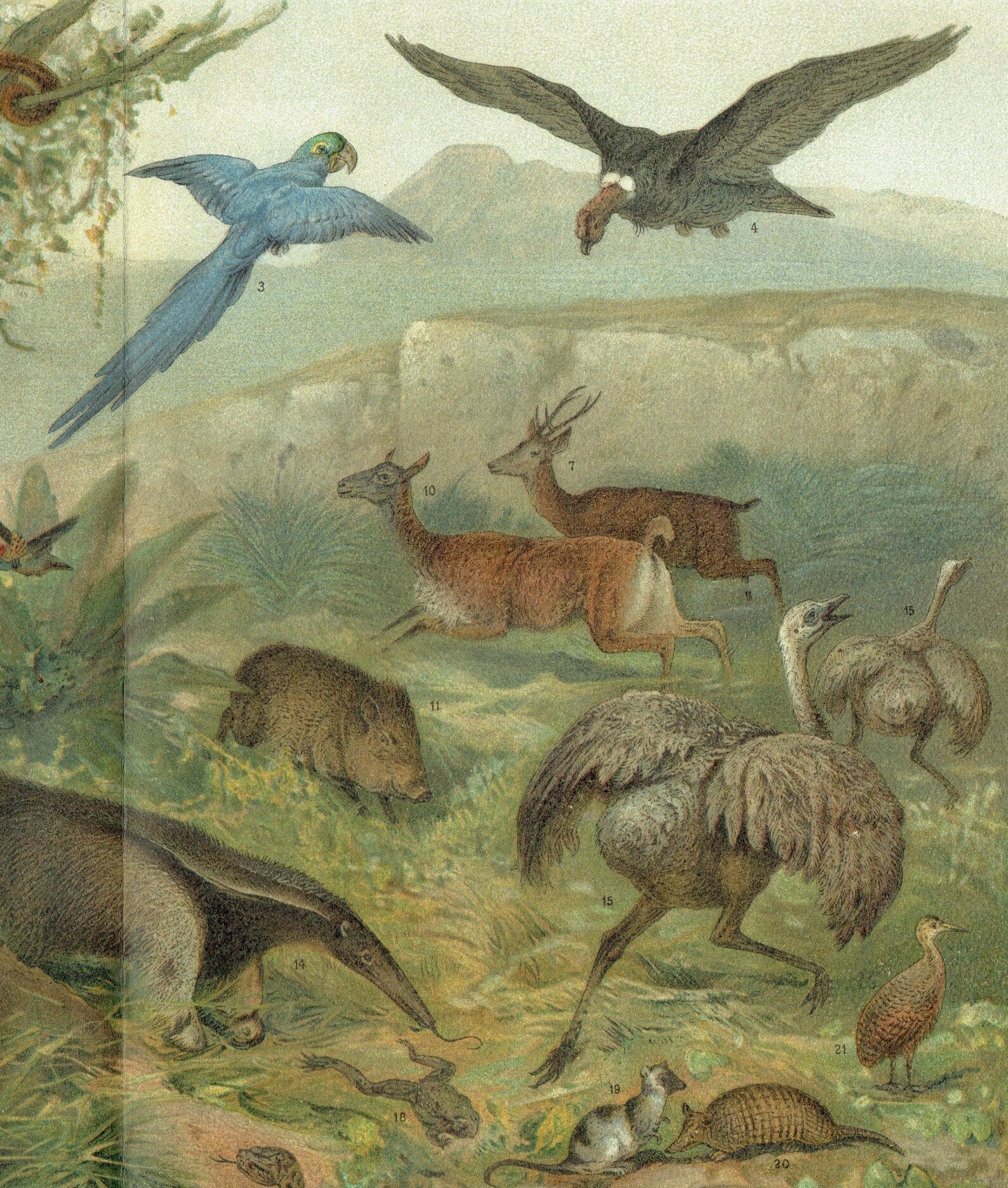 1903 Vintage Tropical Fauna Print Exotic Animal Illustration Antique ...