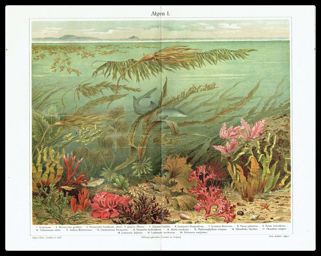 1903 ALGAE Antique Print, Algae Poster, Seaweed Print, Algae Wall Art ...