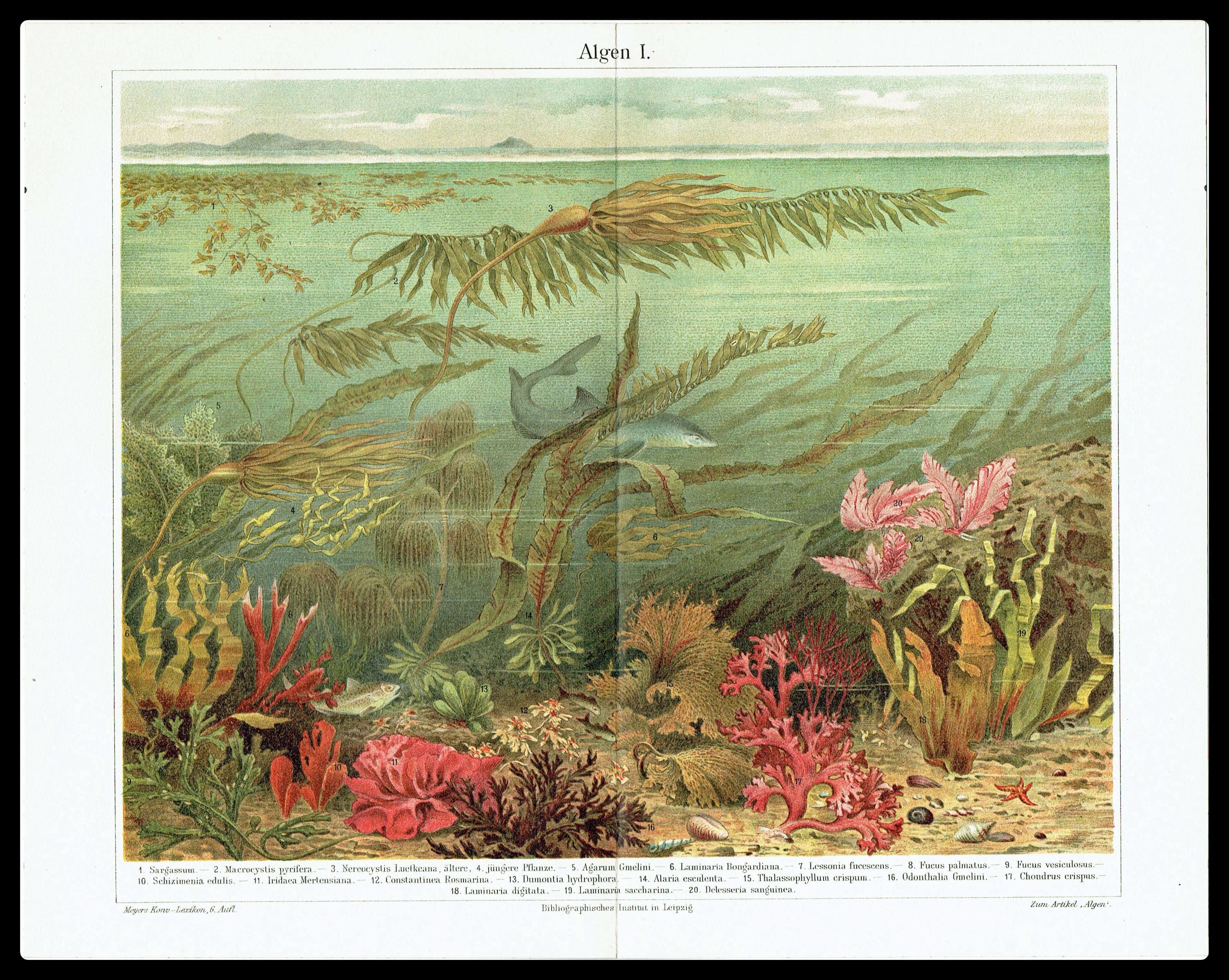 1903 ALGAE Antique Print, Algae Poster, Seaweed Print, Algae Wall Art ...