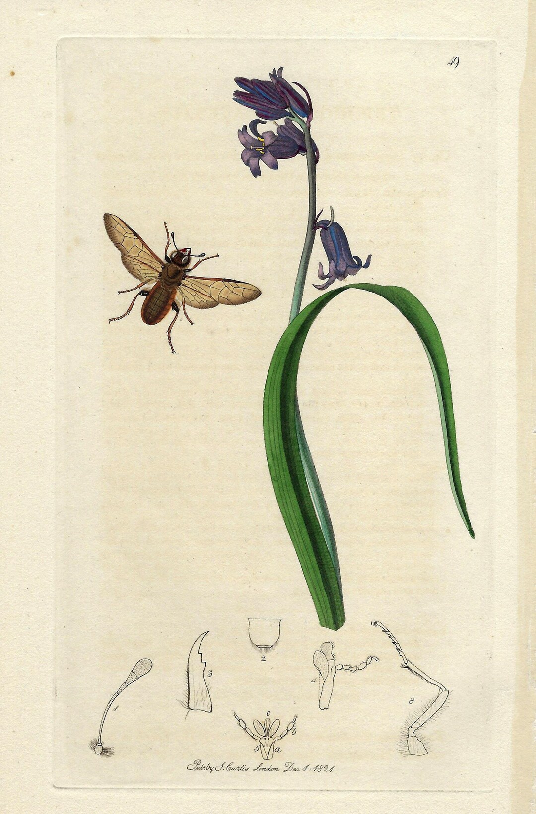 1824 Botanical Print Antique Insect Print Hand Colored Flower Wall Art ...