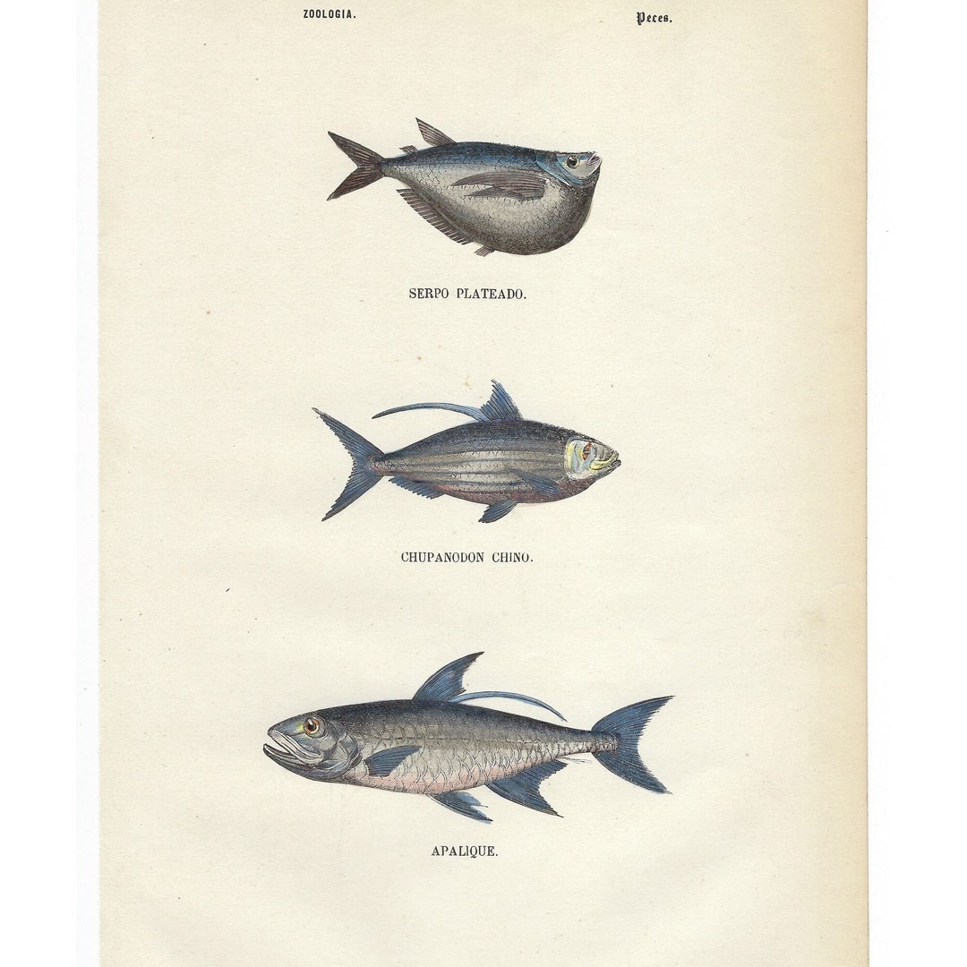 1854 Antique Fishes Print. Antique Fish Engraving. Sea Life Print ...
