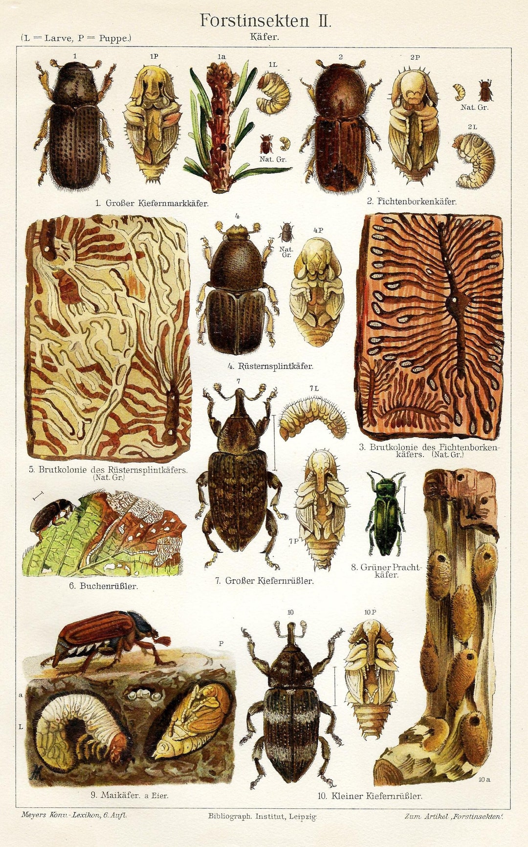 1903 FOREST BEETLES Print Original Insects Lithograph Antique Bugs ...