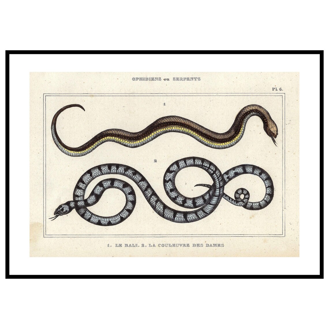 1836 - Antique Viper Print Vintage Snake Wall Art Hand Colored Reptile ...