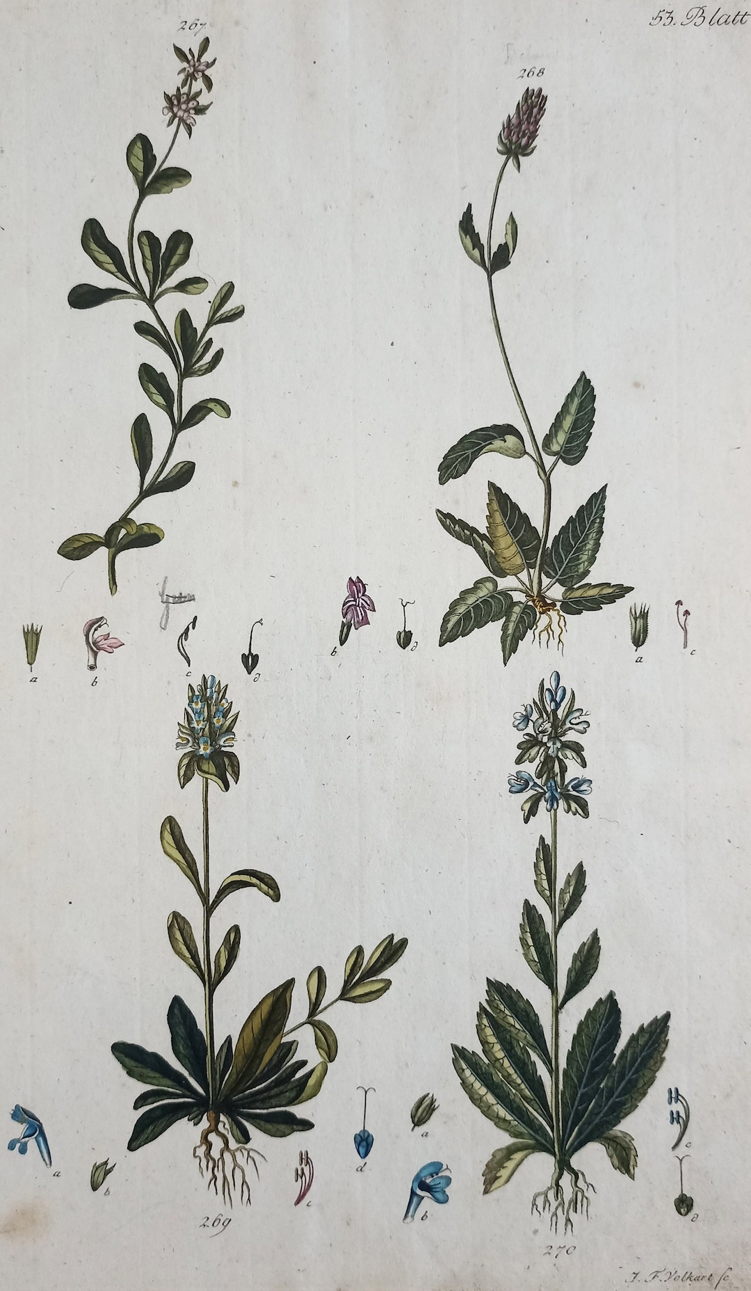 1804 Antique Botanical Engraving, Original Flower Print, Hand Colored ...