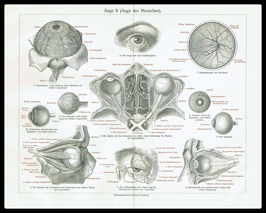 1903 Antique Print of HUMAN EYE. Lithograph of Anatomy. OPHTHALMOLOGY ...