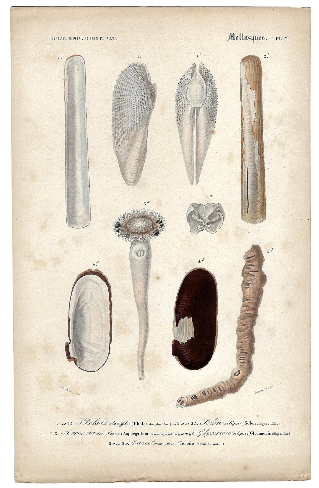 1849 Vintage UNDERWATER WORLD Print Sea Life Wall Decor Hand Colored ...