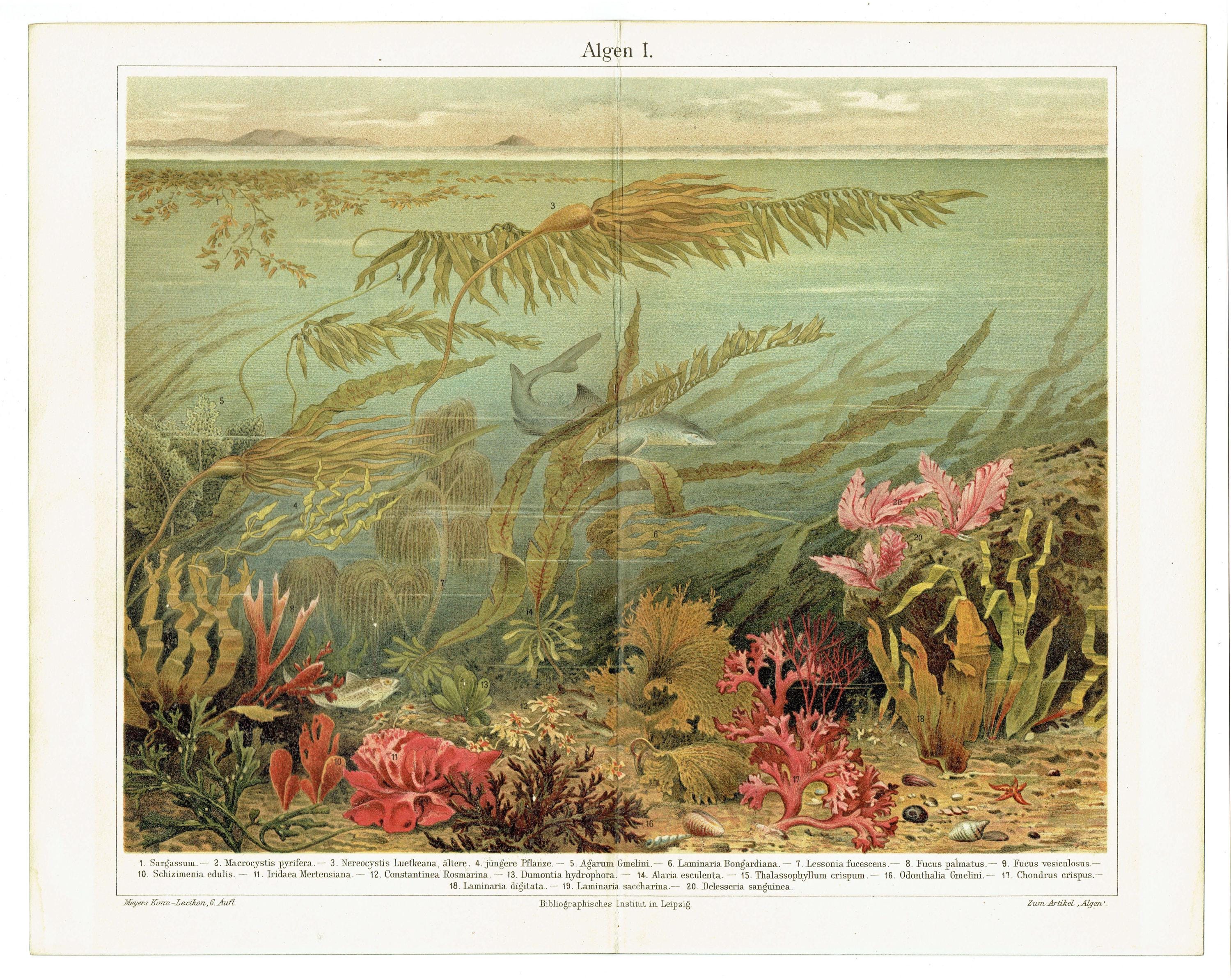 1903 Antique ALGAE Print Vintage Algae Wall Decor Seaweed Print Marine ...