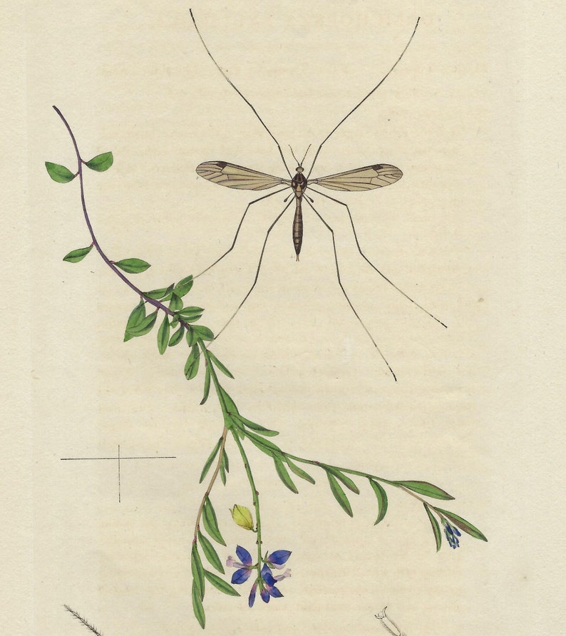 1825 Antique Botanic Print Vintage Bugs Home Decor Gardening Wall Art ...