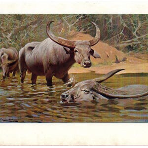 1901 Water Buffalo Print Vintage Asian Buffalo Print Rustic Lodge Wall ...