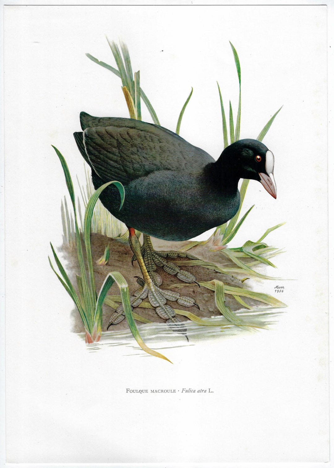 1960 Coot Fulica Atra Vintage Waterbird Print Game Bird Wall Art ...