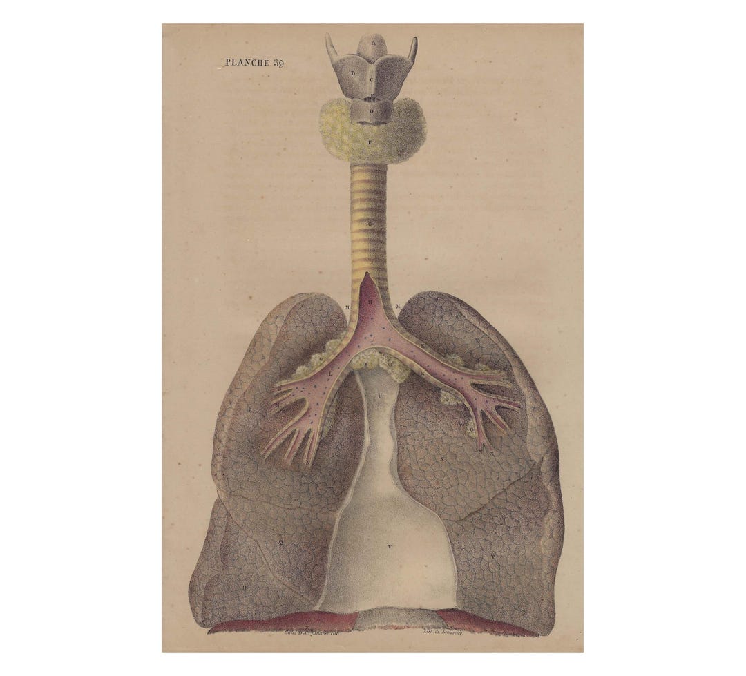 1854 ANATOMY Antique Print. HUMAN BODY Original Artwork. Medical Gift ...