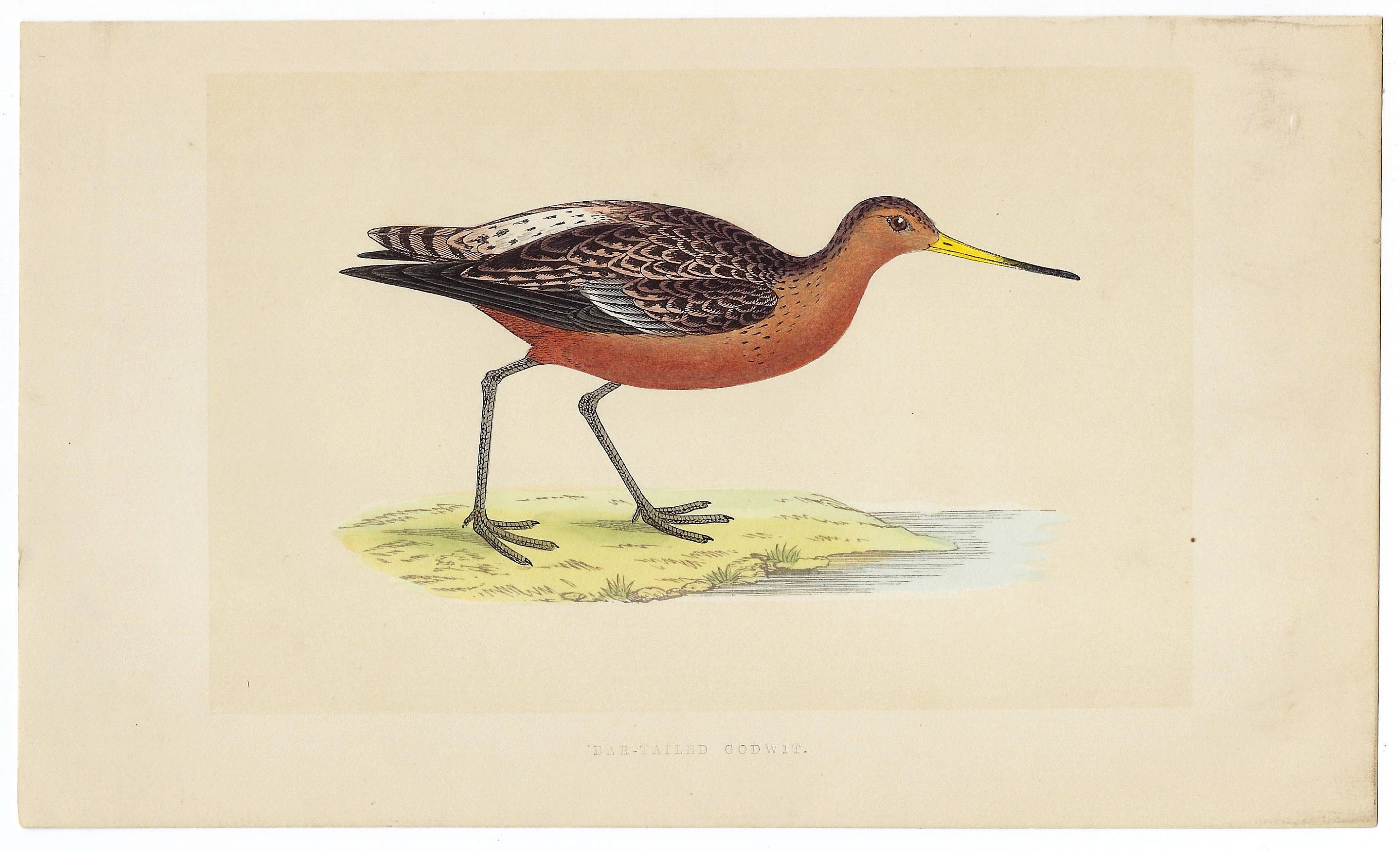 1862 Antique Bar-tailed Godwit Print Birdwatcher Home Decor Hand ...