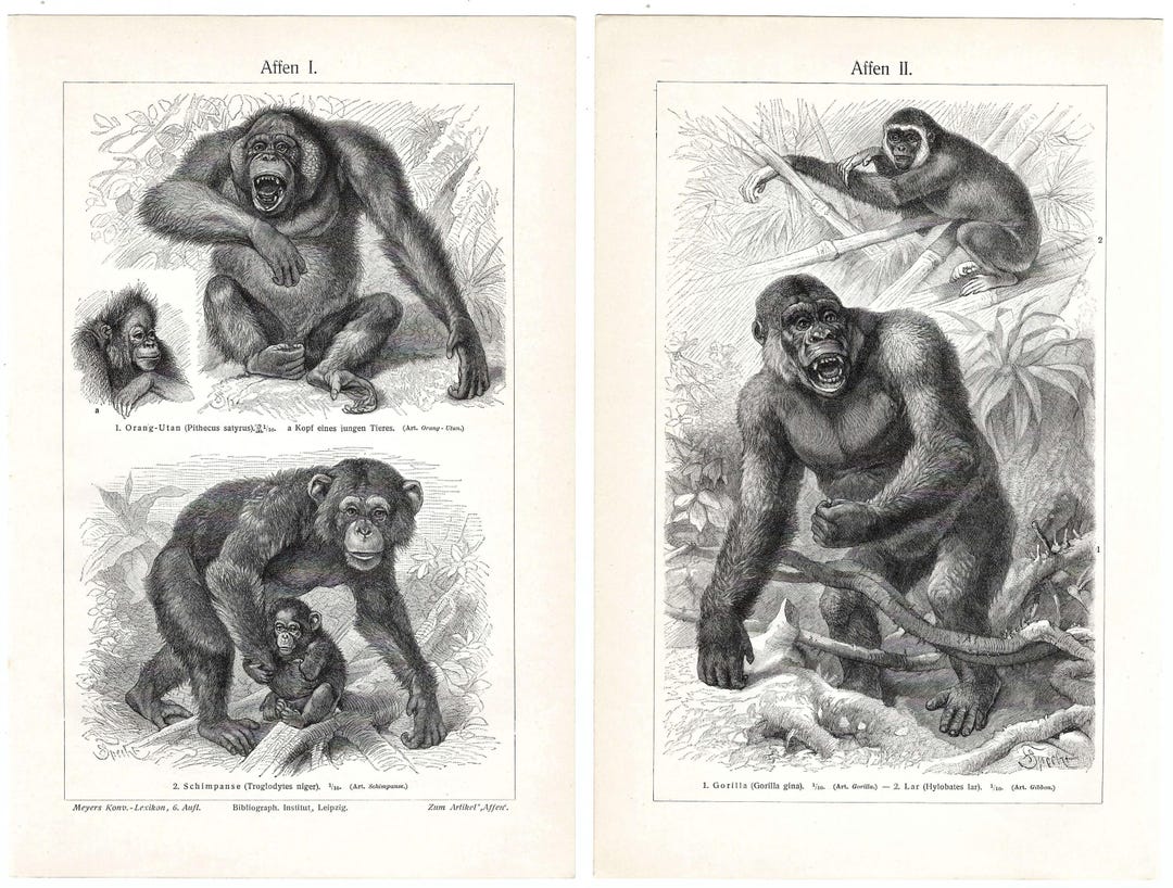 1903 Antique Gorilla and Orangutan Print Vintage Primate Wall Art ...