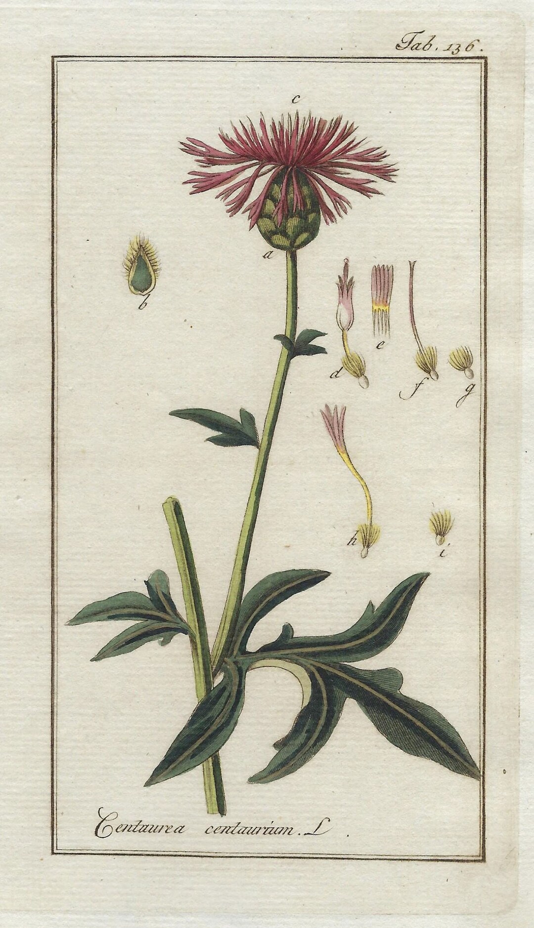 1796 CENTAUREA CENTAURIUM Original Botanical Engraving, Hand Colored ...