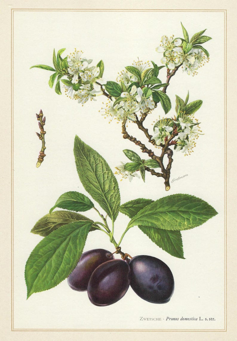 1958 PLUM Print Vintage Botanical Print Plum Tree Wall Art Vintage ...