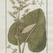 1796 RUMEX ALPINUS, 18th Century Original Print, Antique Botanical ...