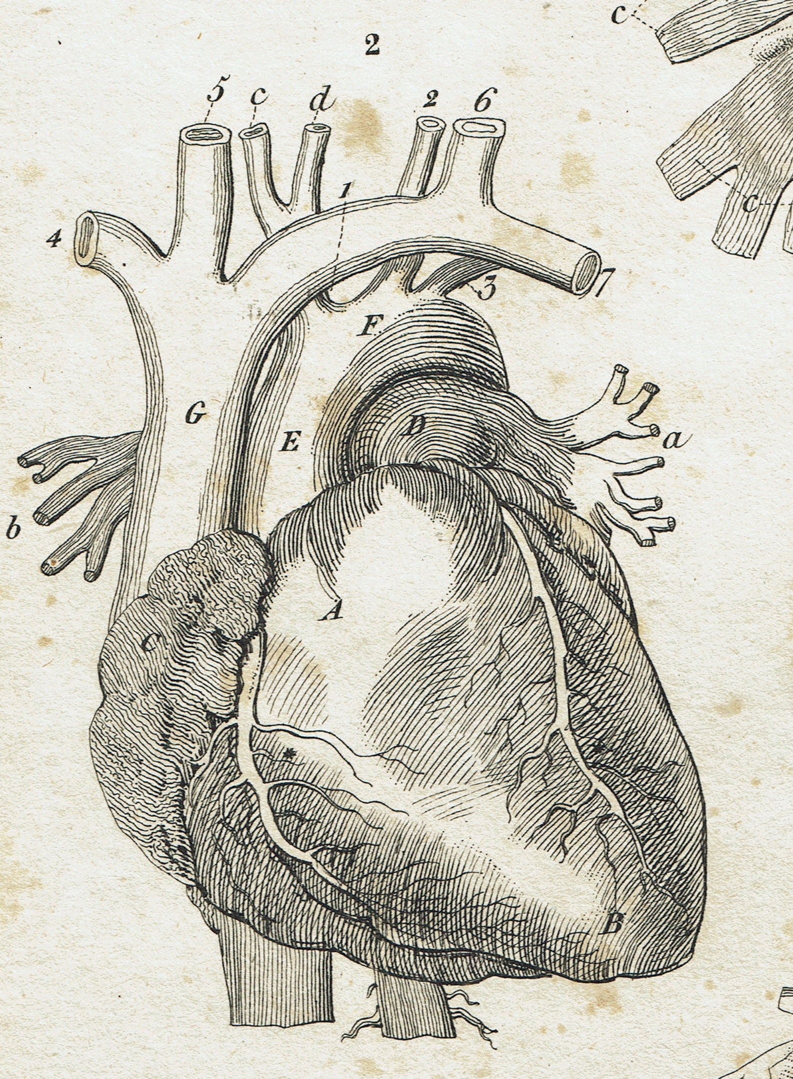 1828 Anatomical Print Antique Human Body Wall Art Vintage Anatomy ...