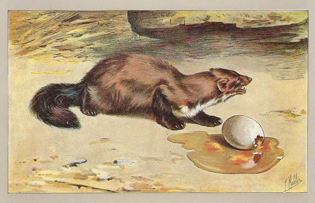 1907 WEASEL Print. Antique Weasel Lithograph. Animal Chromolithograph ...
