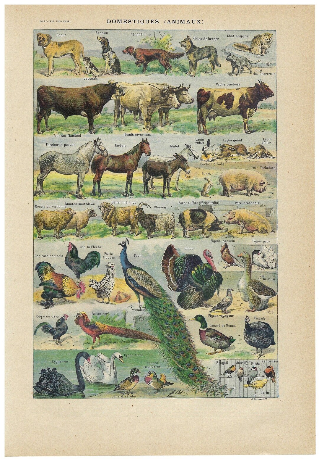 1922 FARM ANIMALS. Vintage Farm Animals Print. Larousse Original Print ...