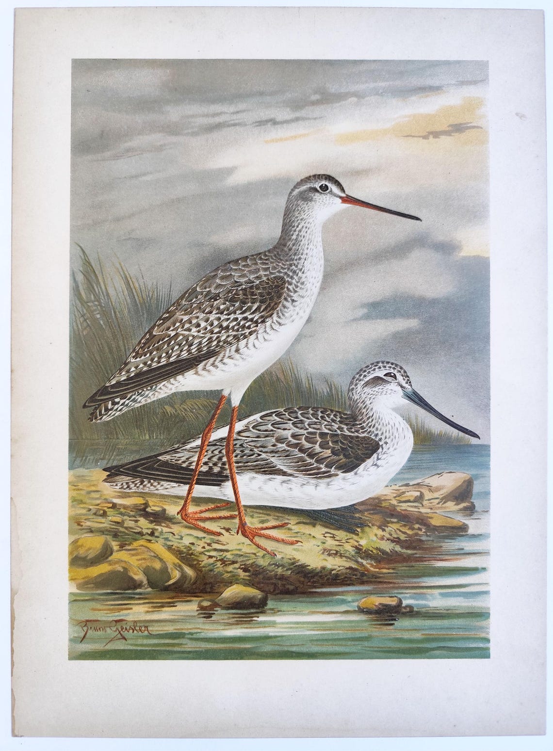 1898 Antique Spotted Redshanks Print Vintage Birdwatcher Gift Aquatic ...