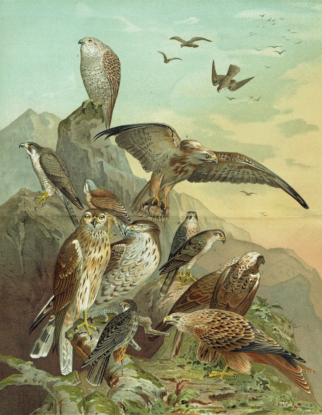 1903 - Vintage Birds of Prey Print Antique Falconry Wall Art Hawking ...