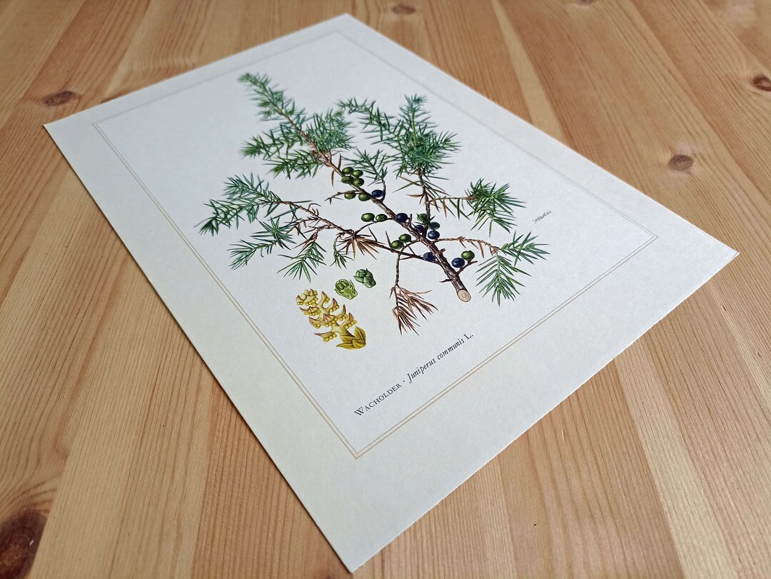 1958 COMMON JUNIPER. Vintage Botany Print. Original Lithograph ...