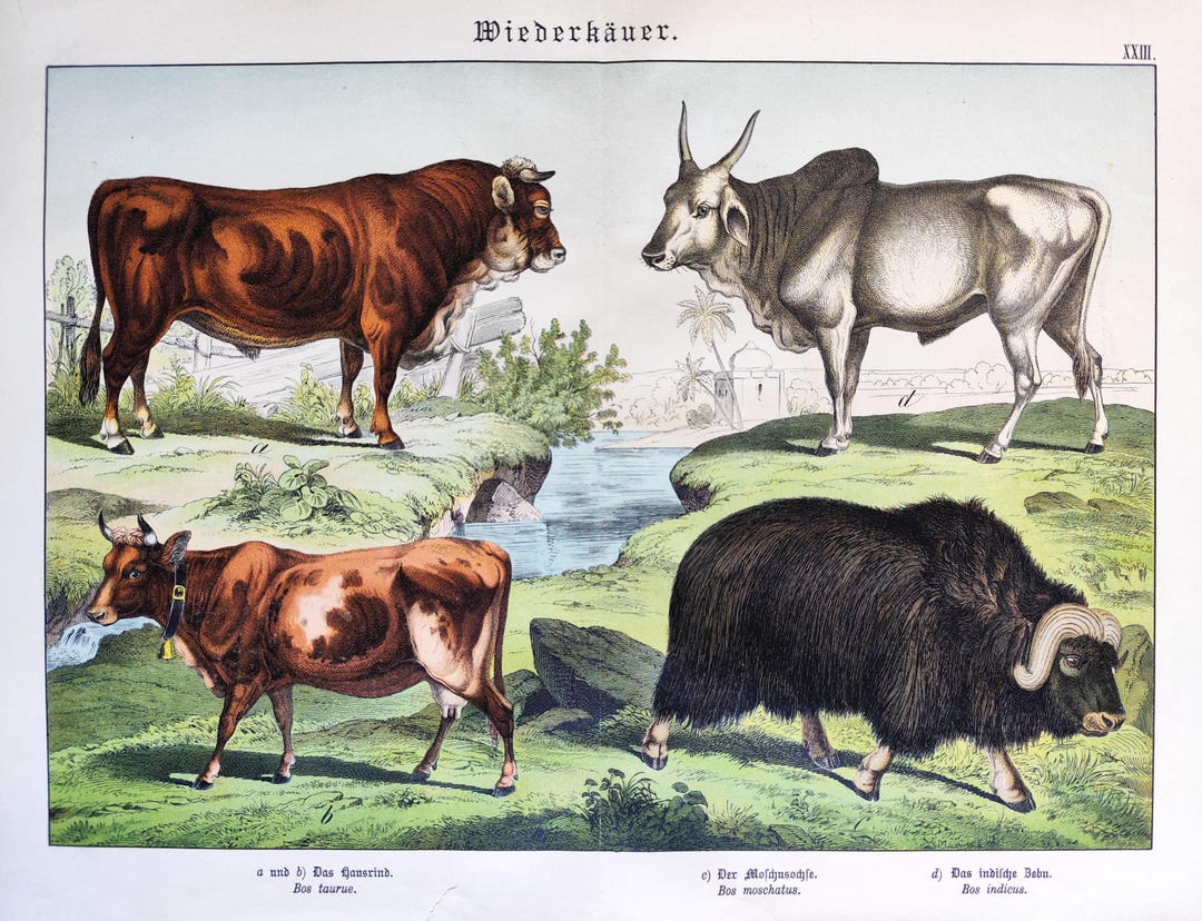 1886 Vintage Cows Print Antique Cattle Artwork Bovine Wall Art Vintage ...