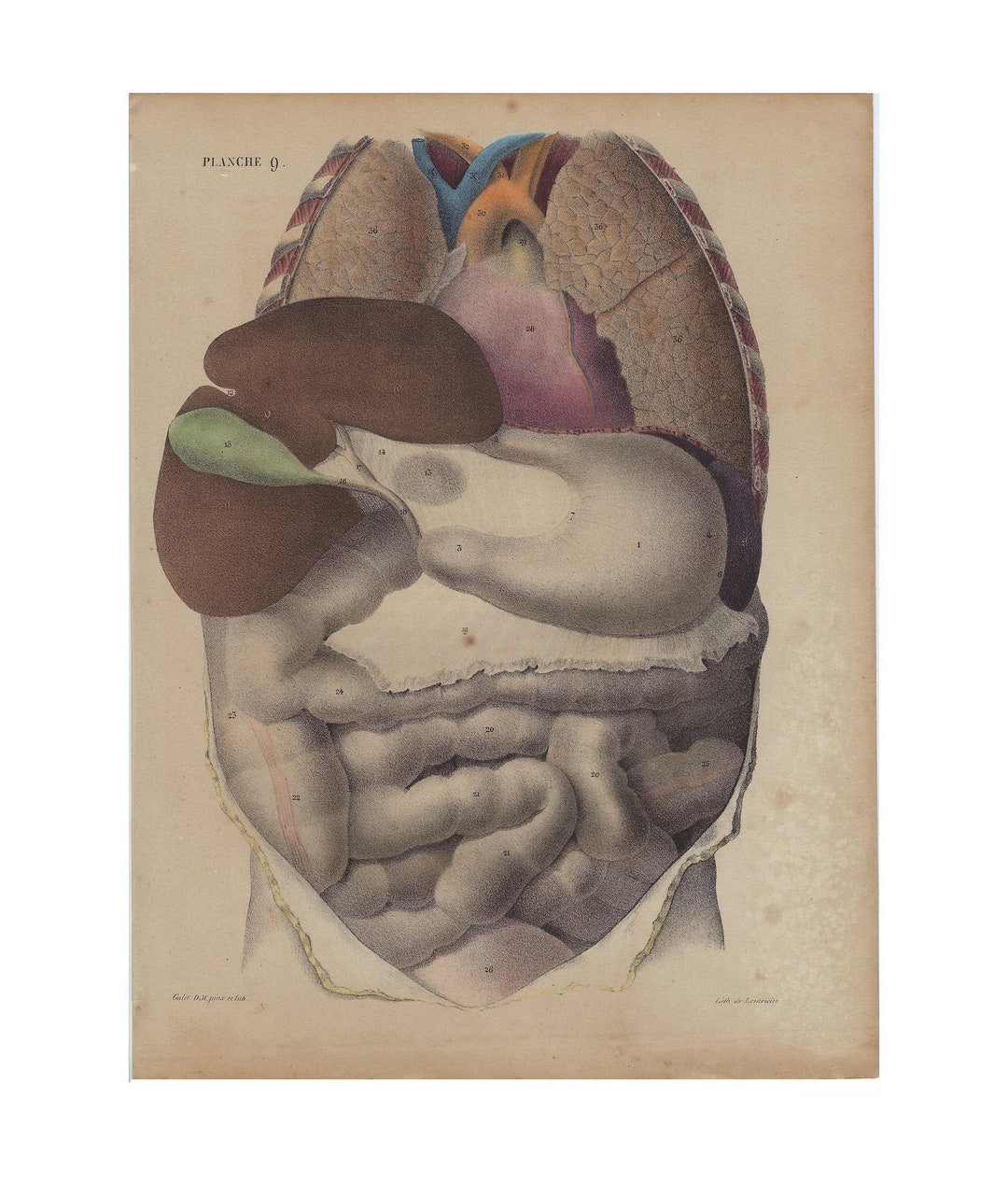 1854 Antique Original Medical Lithograph Anatomy Dr. Galet - Etsy