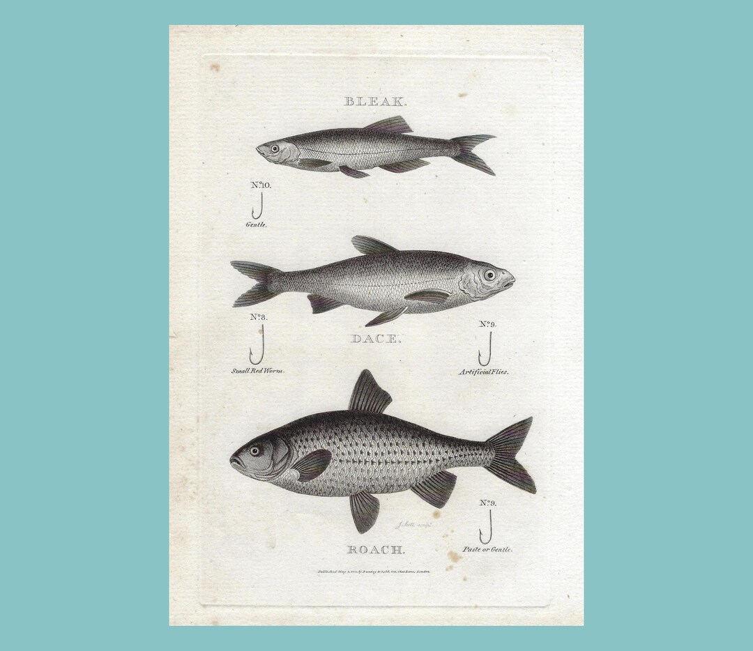 1801 Antique FISHING Engraving Fishes Print Home Decor Freshwater ...