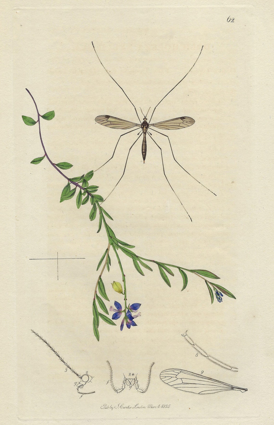 1825 Antique Botanic Print Vintage Bugs Home Decor Gardening Wall Art ...