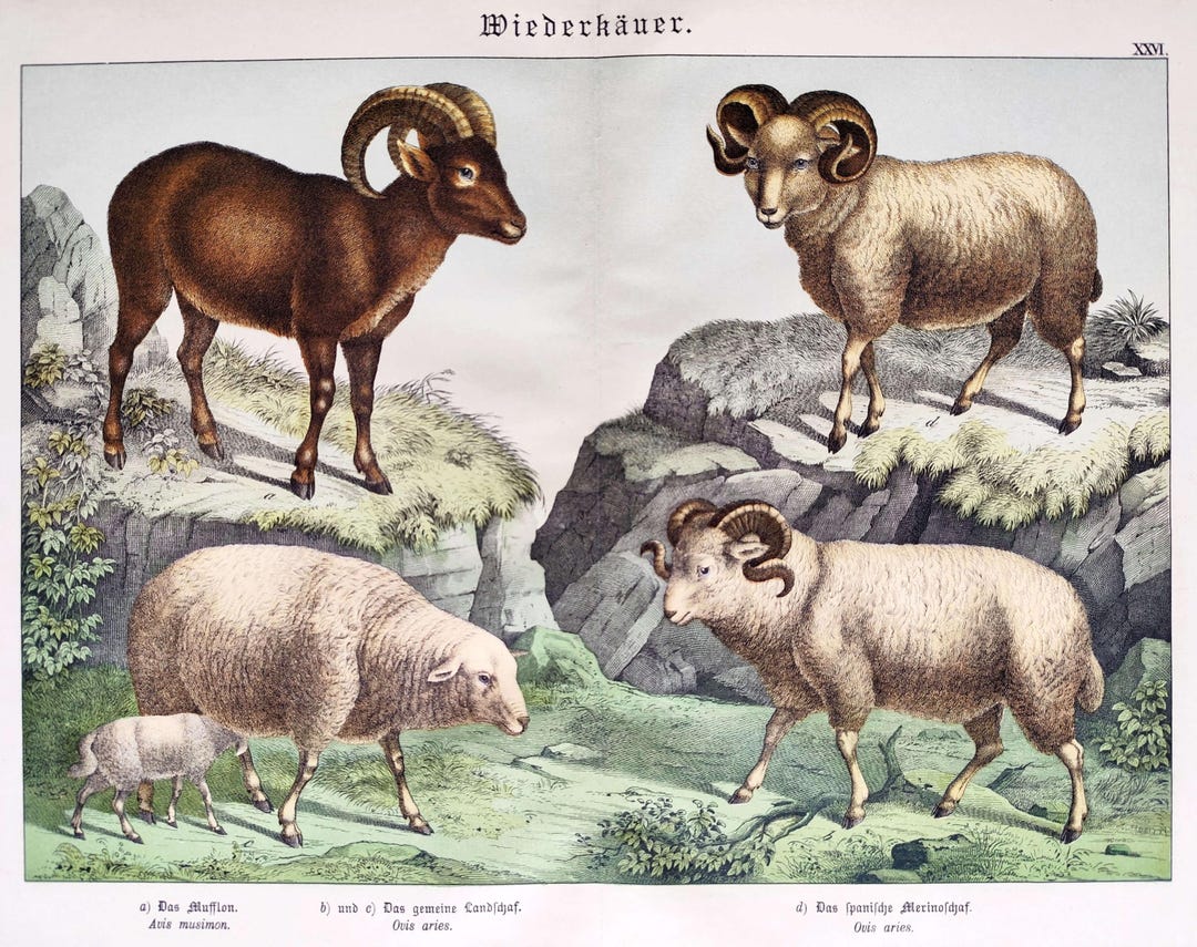 1886 Vintage Ruminants Print Sheep Ram Mouflon Farming and Hunting ...