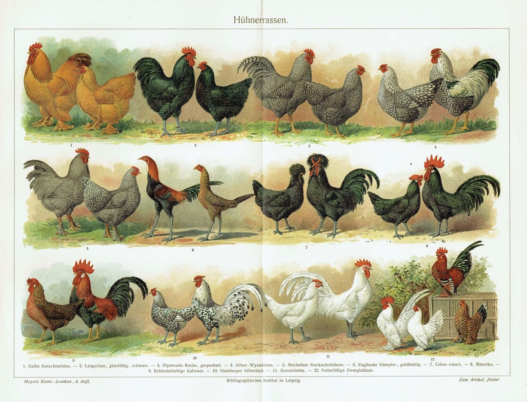 1903 Vintage Chicken Breeds Print Antique Poultry Print Vintage Chicken ...