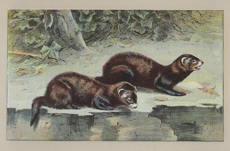 1907 POLECAT Print Antique Lithograph Animal Wall Art Ferret Print Gift ...