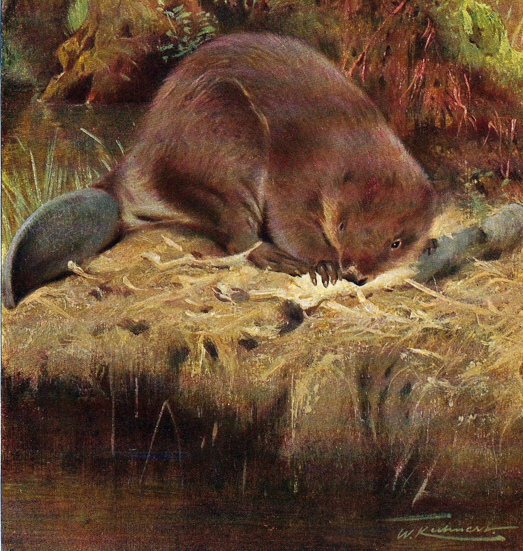 1901 BEAVER Print Vintage Beaver Lithograph Home Decor Antique Animal ...