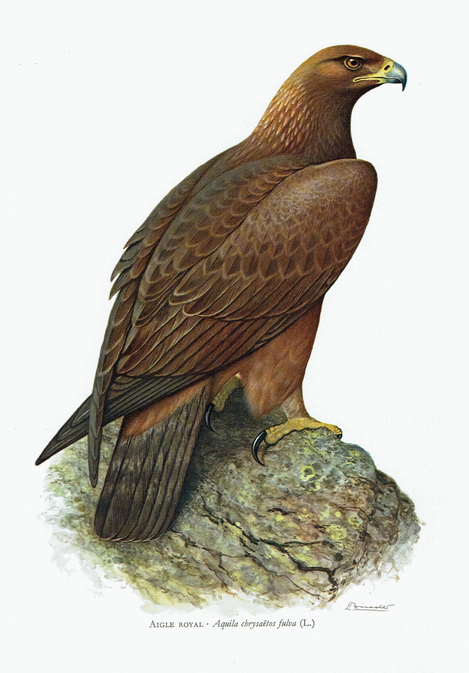 1960 Golden Eagle Print Vintage Eagle Wall Art Birding Decor Bird of ...
