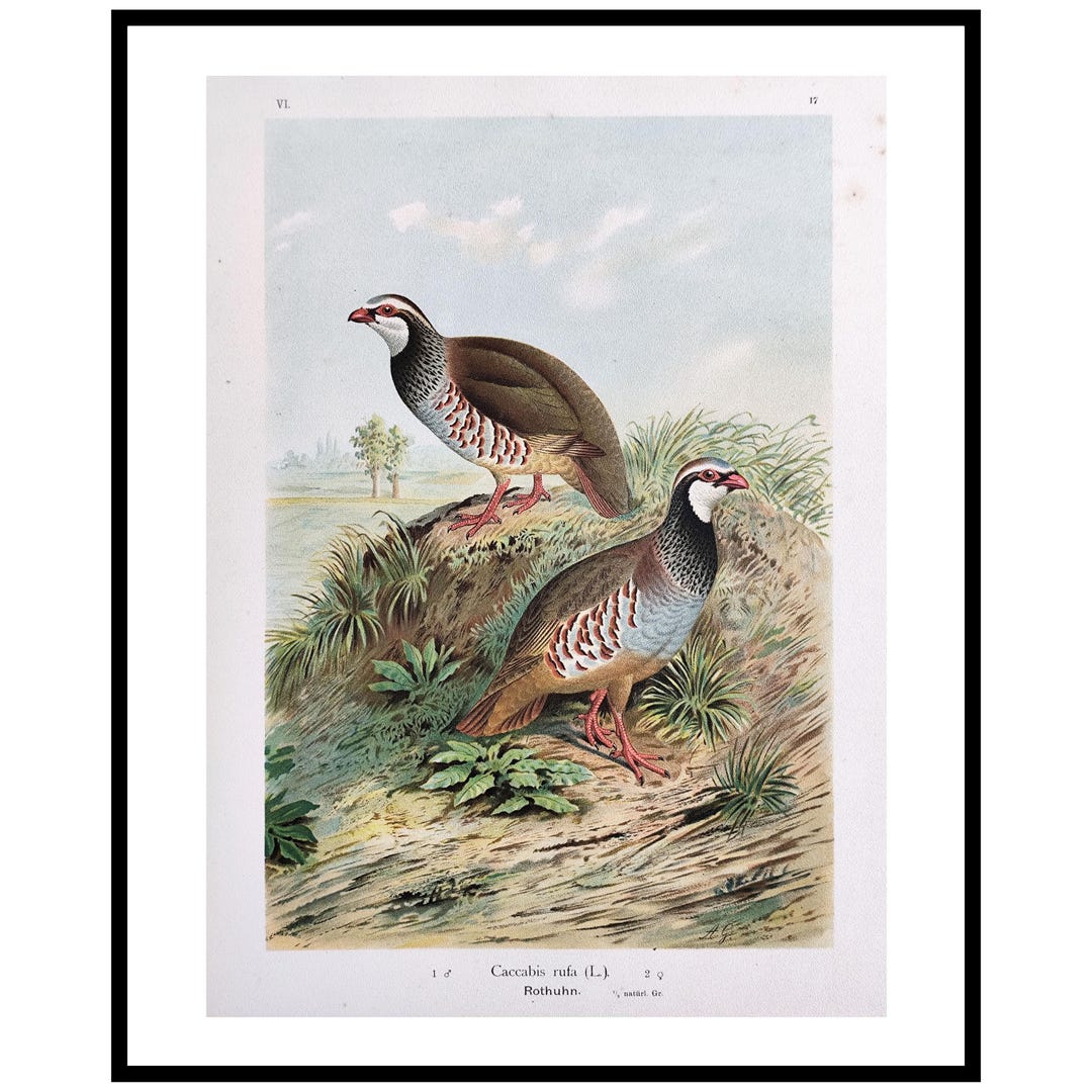 1898 Vintage Game Bird Print Large Red-legged Partridge Wall Art ...