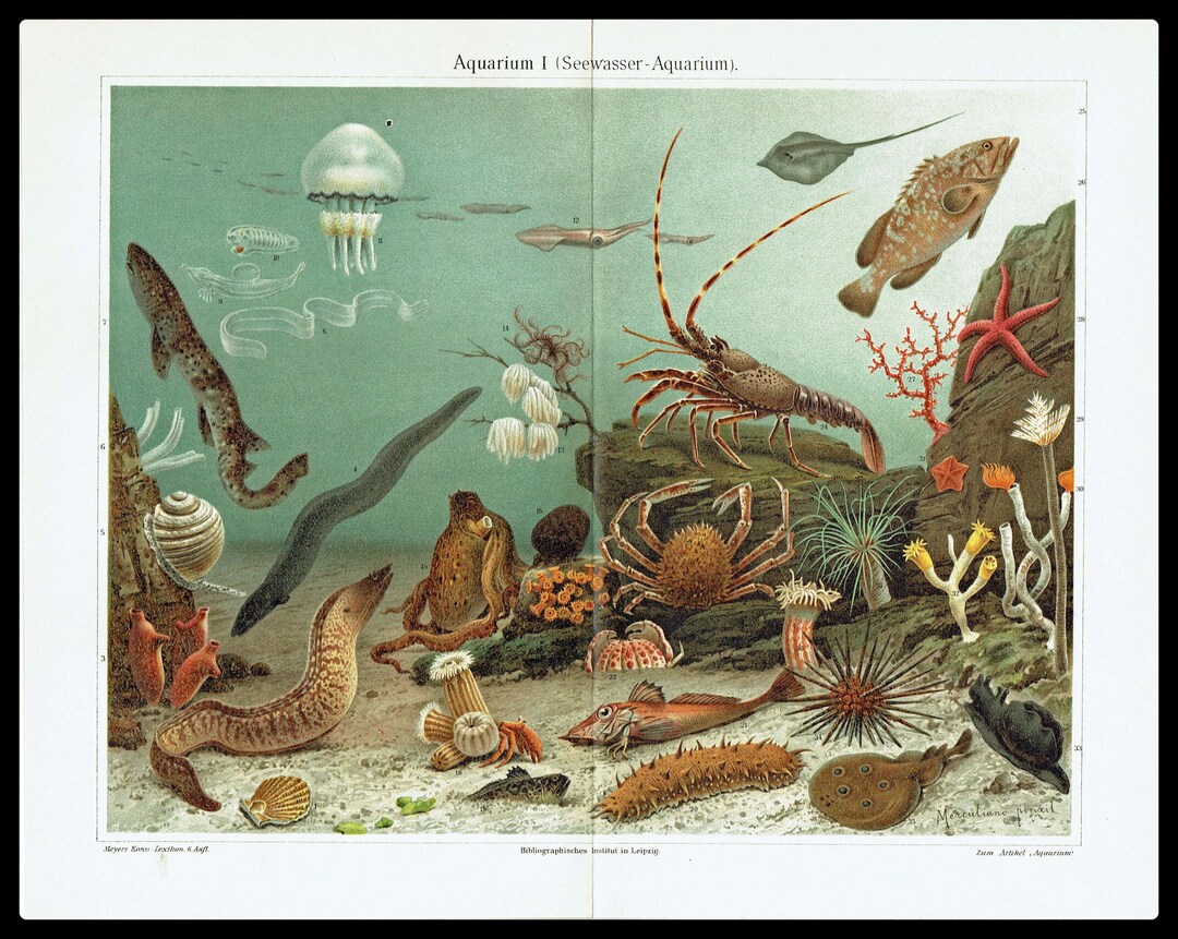 1903 Antique Lithograph of SEA LIFE: Corals, Molluscs, Fishes, Jellies ...
