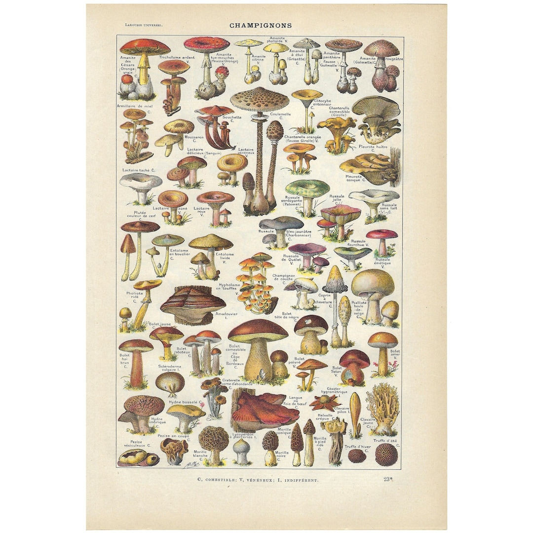 1922 MUSHROOMS, FUNGI, CHAMPIGNONS, Antique French Print, Vintage Wall ...