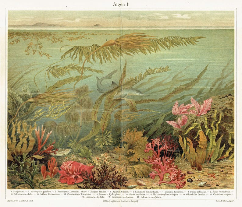 1903 Antique ALGAE Print Vintage Algae Wall Decor Seaweed Print Marine Algae Wall Art Sea Life ...