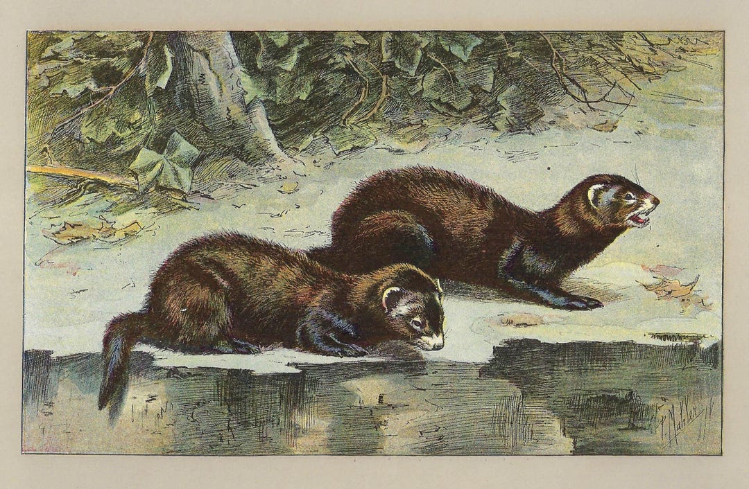 1907 POLECAT Print Antique Lithograph Animal Wall Art Ferret Print Gift ...