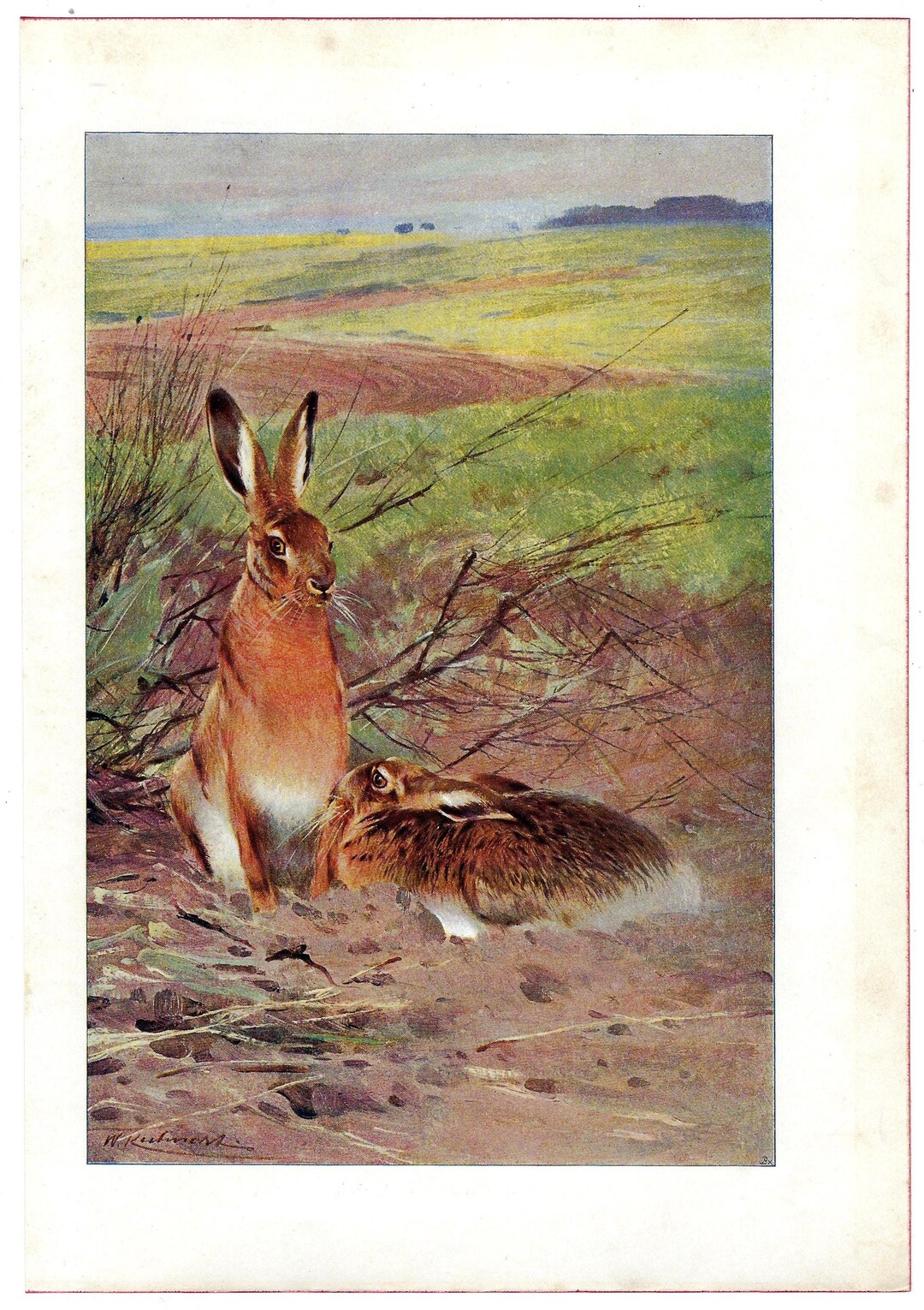 1901 Antique HARE Print Vintage Hare Gallery Art Vintage Rabitt Print ...