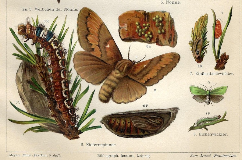 1903 MOTHS Print Original Insects Lithograph Antique Bugs Print ...
