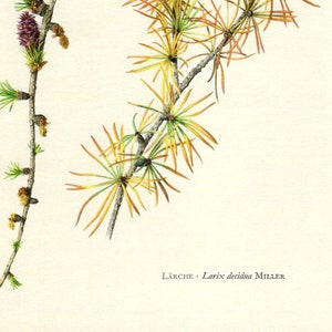1958 LARCH TREE Botanical Print Vintage Flower Art Cottage Wall Art ...