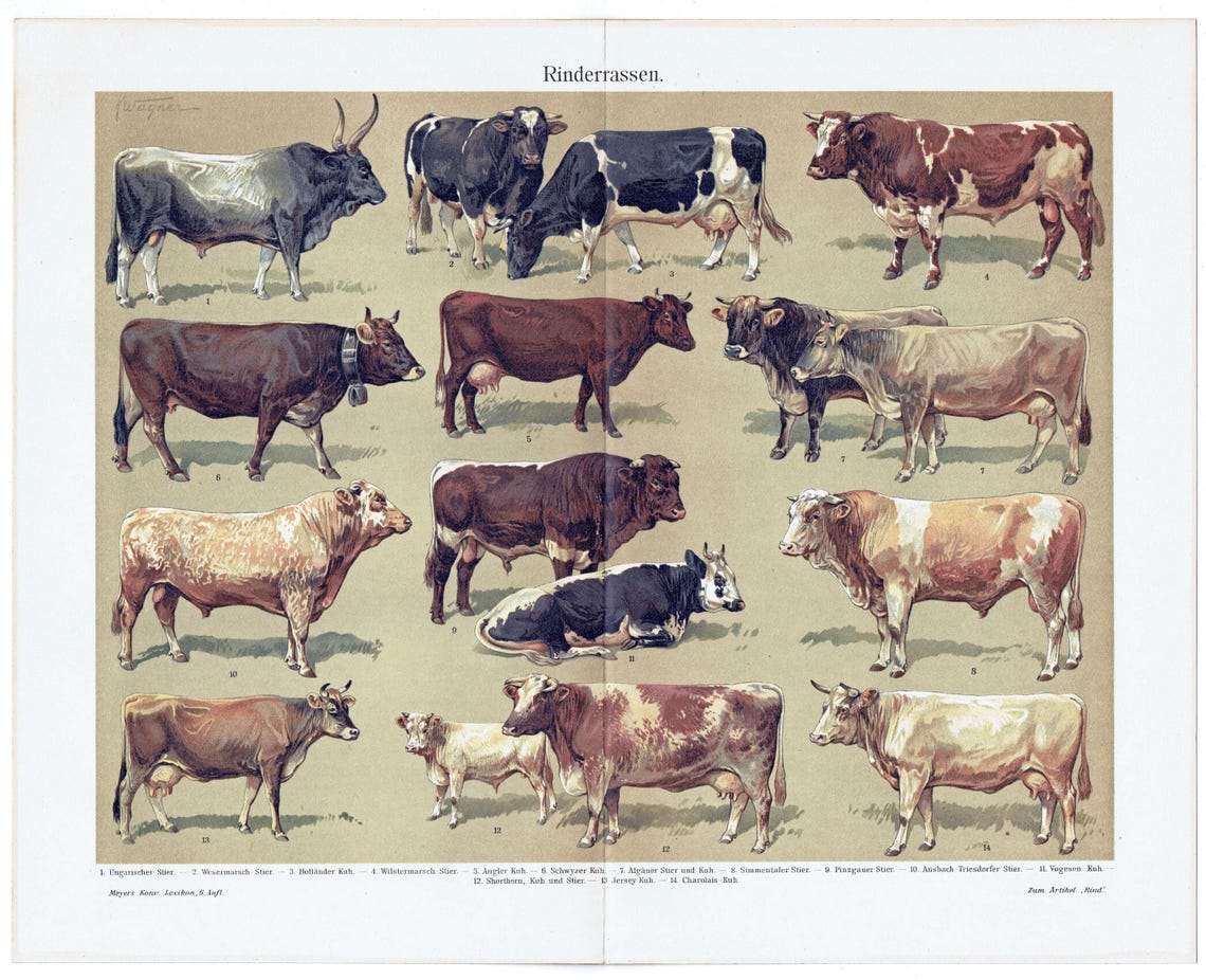 1903 - Vintage Cattle Breeds Print Antique Cow Breeds Print Vintage ...