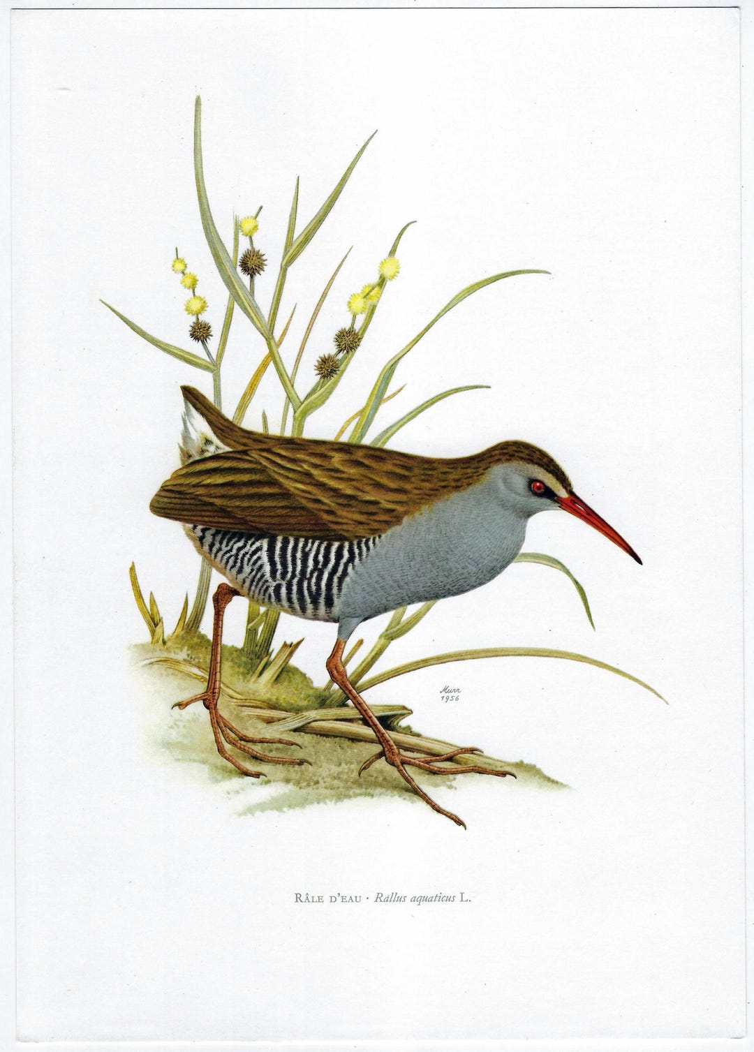 1960 Water Rail Print Original Bird Wall Art Birding Decor Waterbird ...