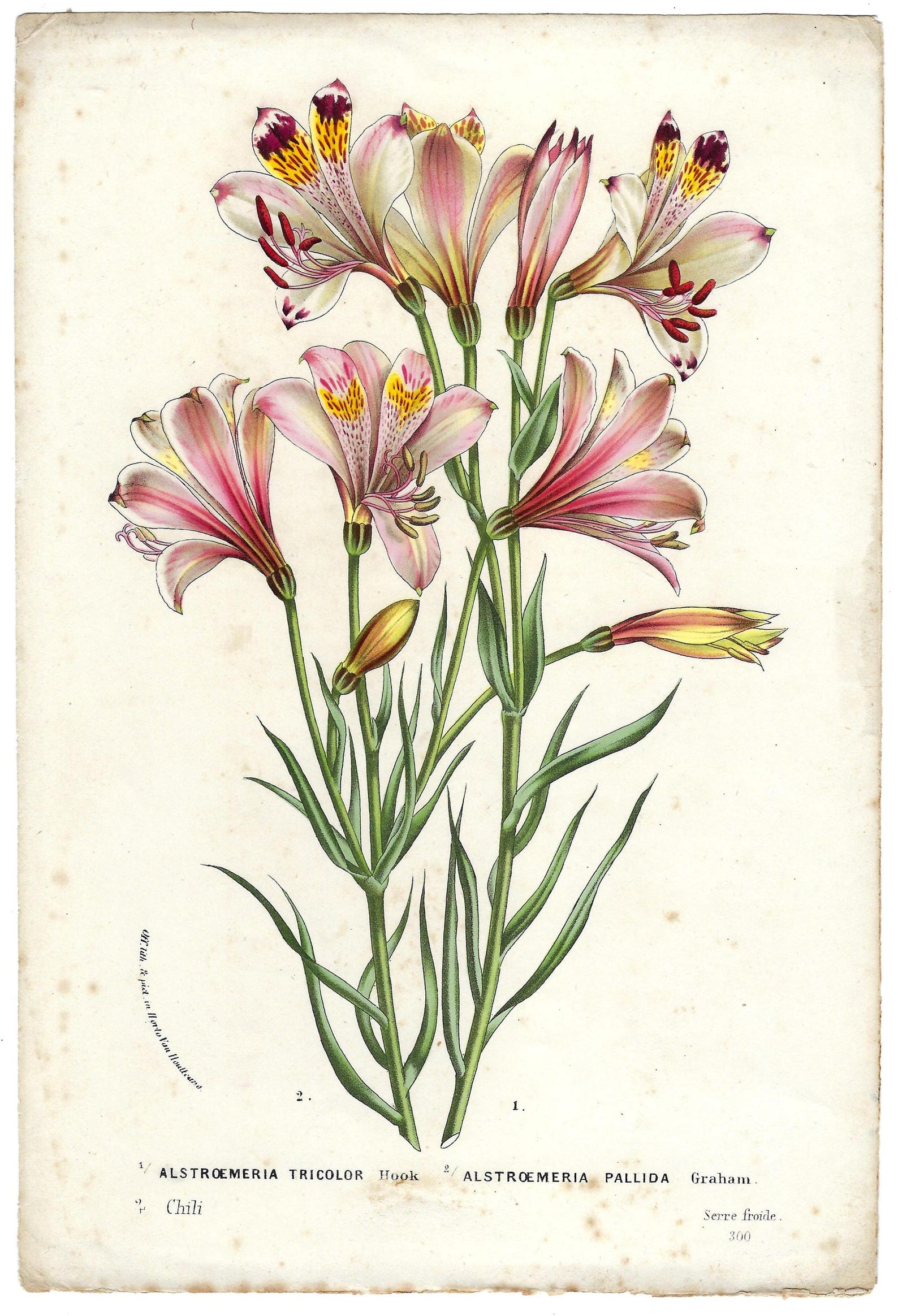 1869 Botanical Print Vintage Botany Art Antique Print Flower Wall Art ...