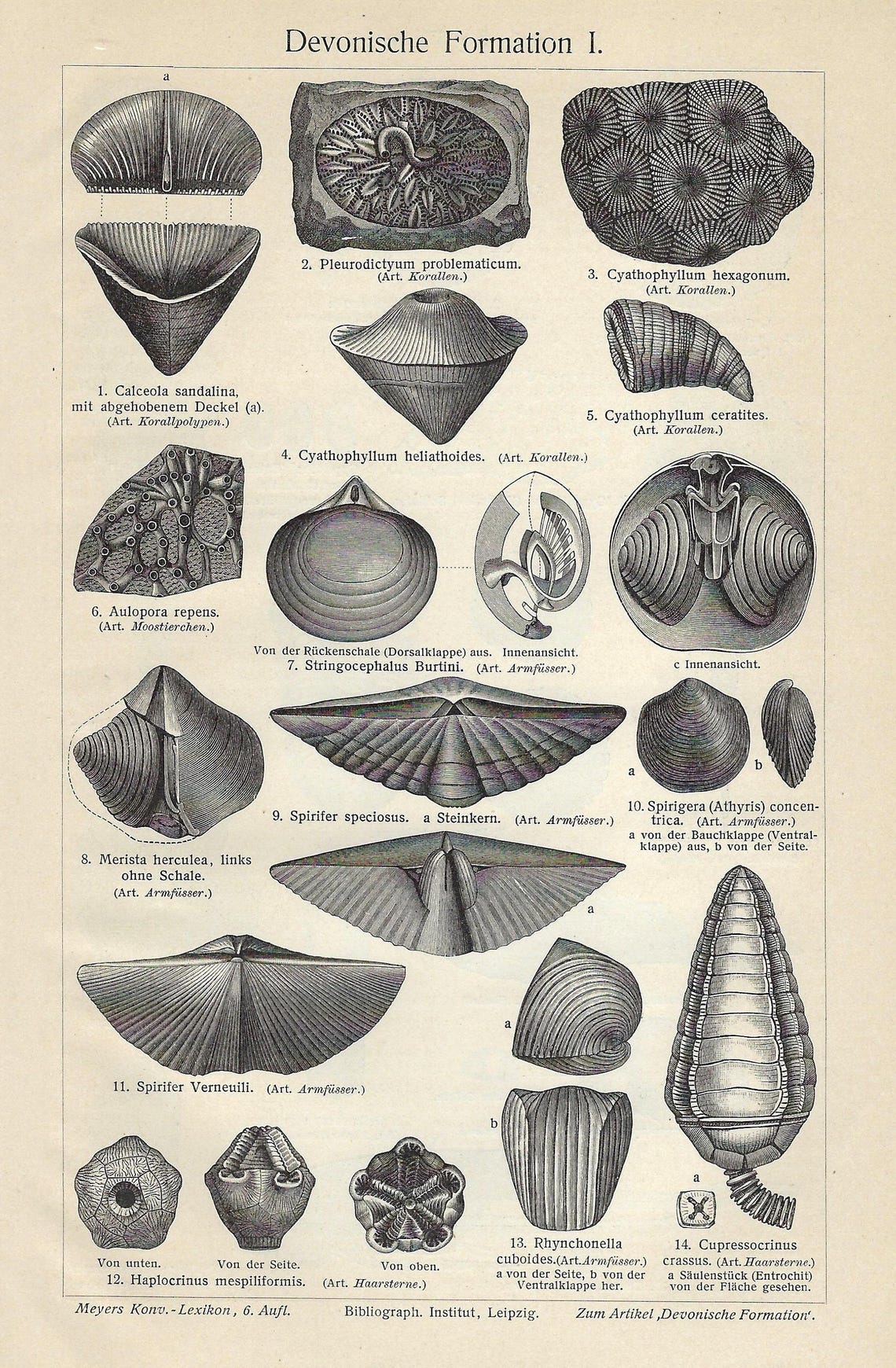 1903 Antique Print of MARINE FOSSILS Devonian Fossils Print Marine Life ...