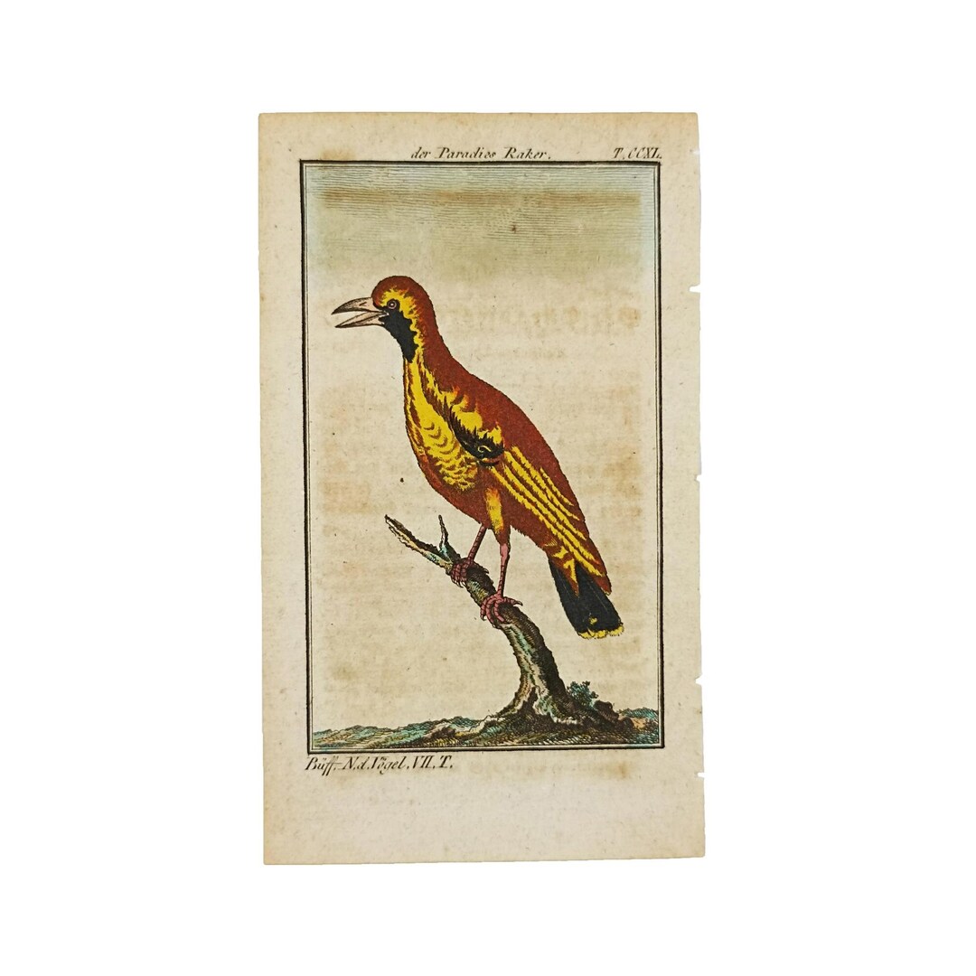 1785 ORIGINAL Antique Print, Buffon's Natural History, Ornithology ...