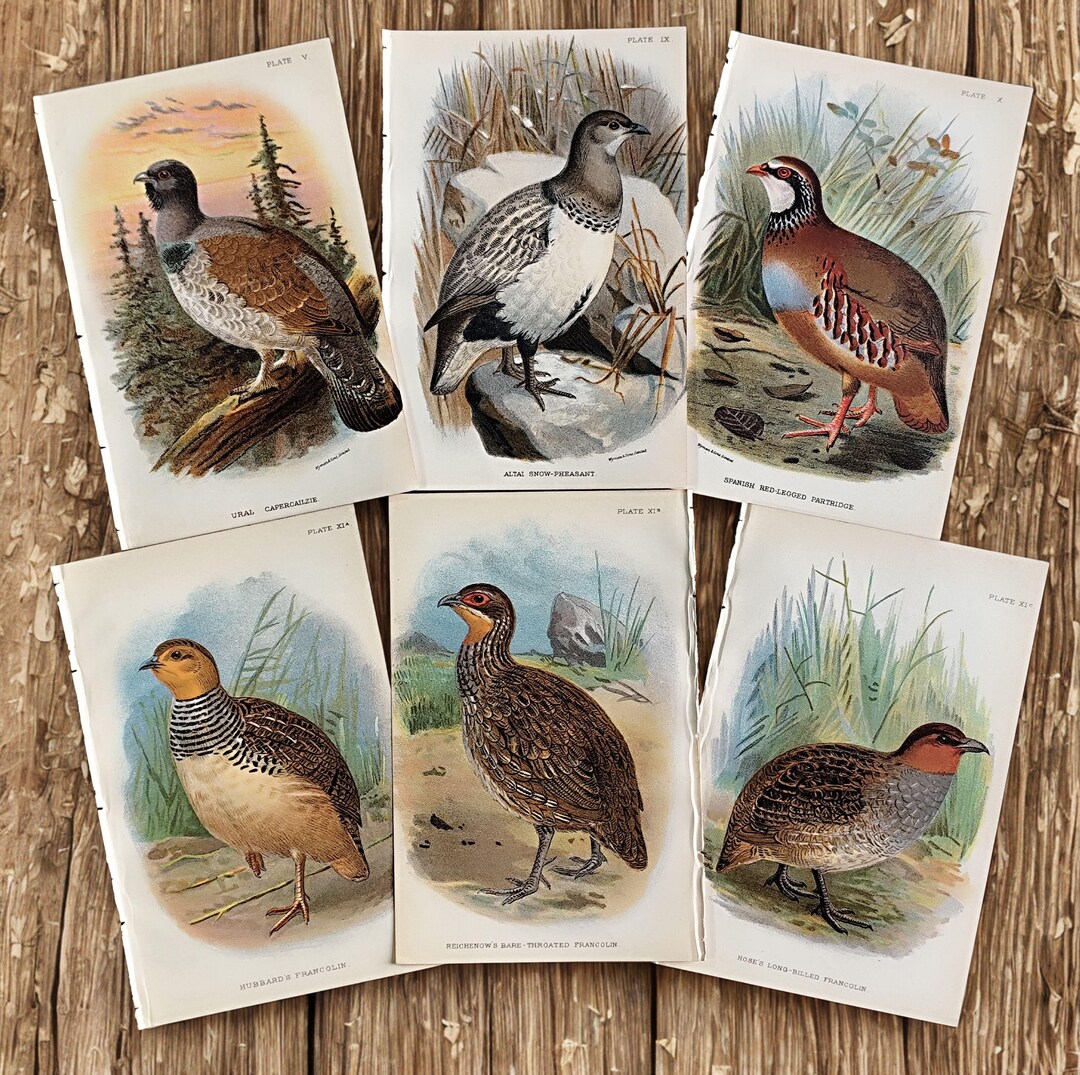 1896 Antique Game Bird Prints Set Vintage Hunting Decor Gift for ...