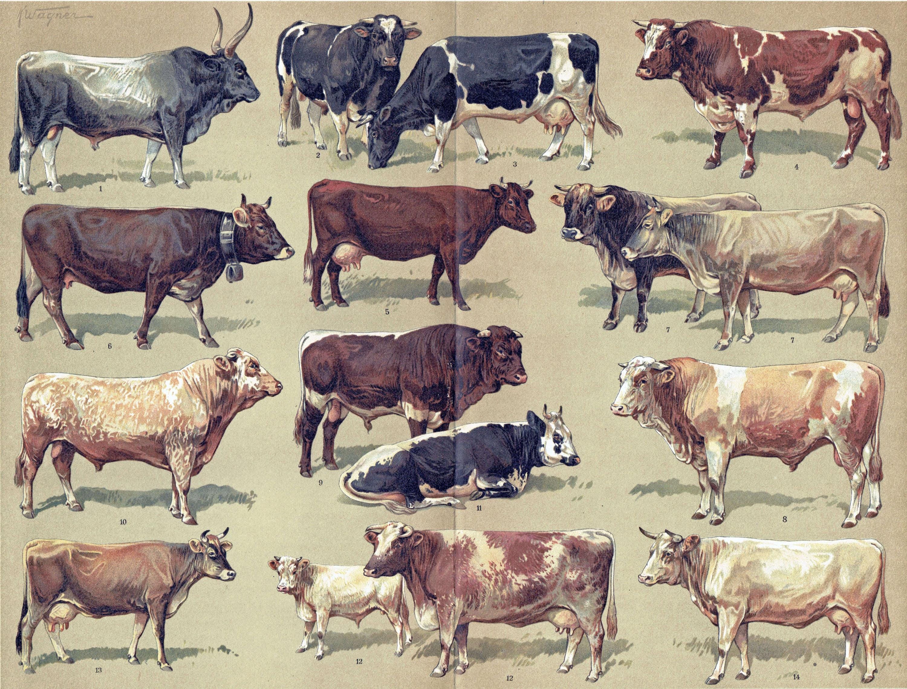 1903 - Vintage Cattle Breeds Print Antique Cow Breeds Print Vintage ...